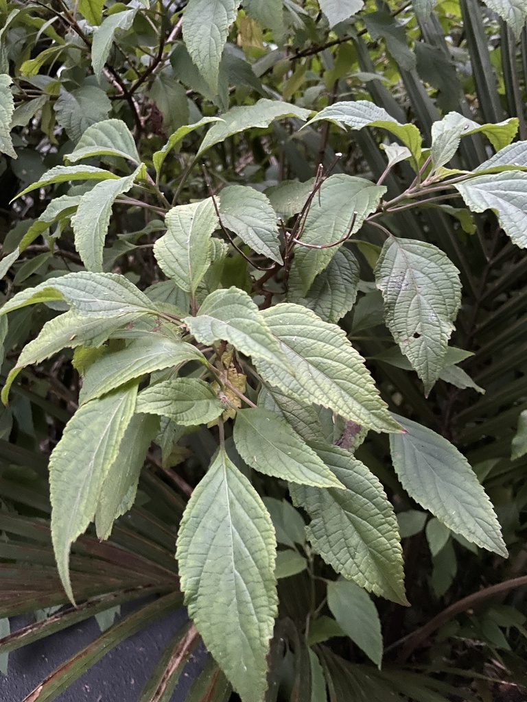 Ecklon spurflower from North Island / Te Ika-a-Māui, Auckland, Auckland ...