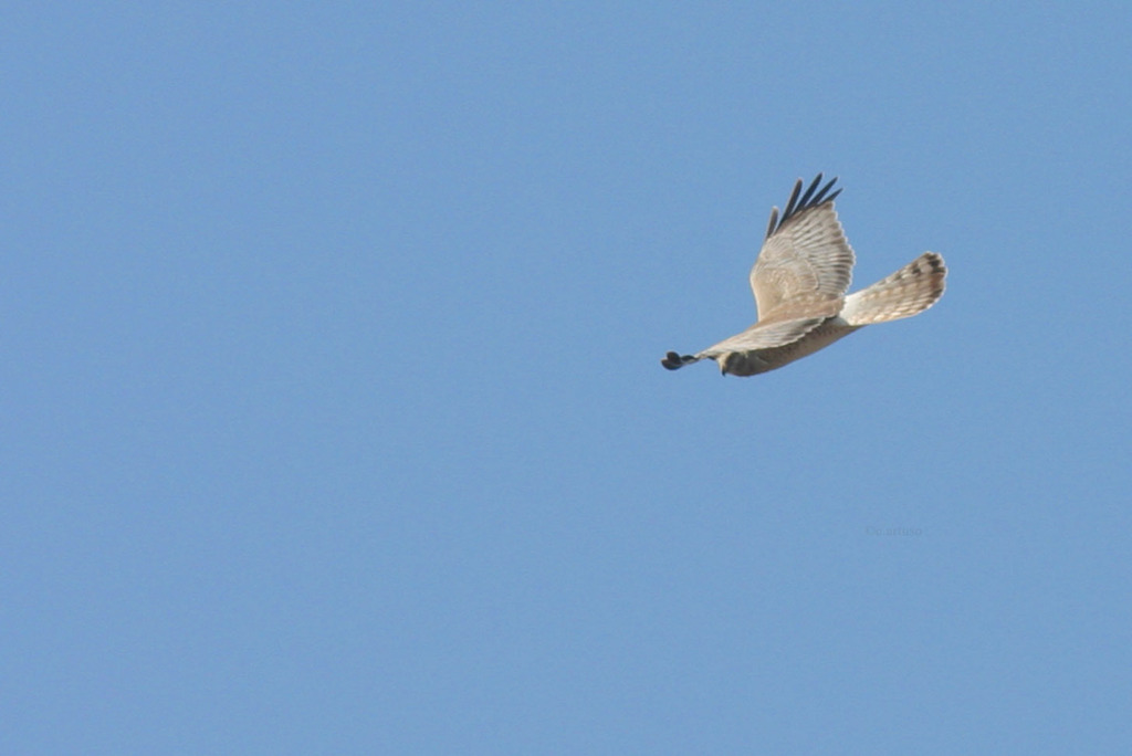 Northern Harrier from West Interlake, MB, Canada on April 25, 2009 by ...