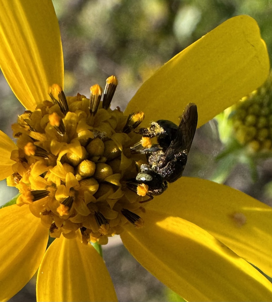 Mexican Pitted-Stingless bee from Mérida Municipality, Yucatan, Mexico ...