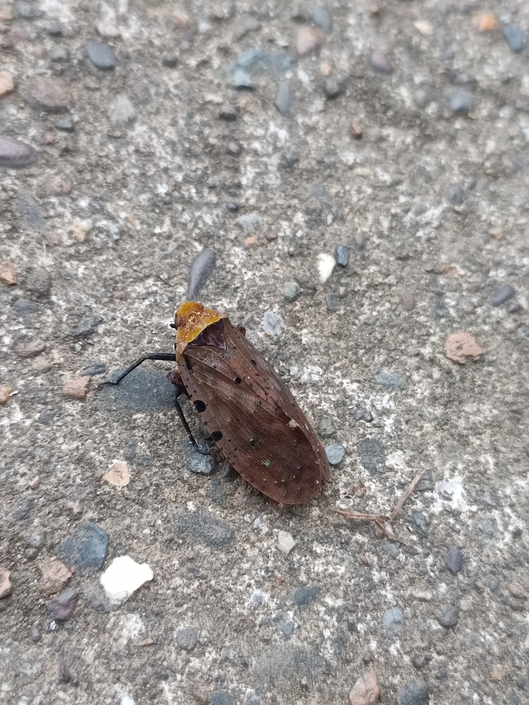 Penthicodes atomaria from 7X2F+6QW, Phú Thành, Ninh Bình, Vietnam on ...