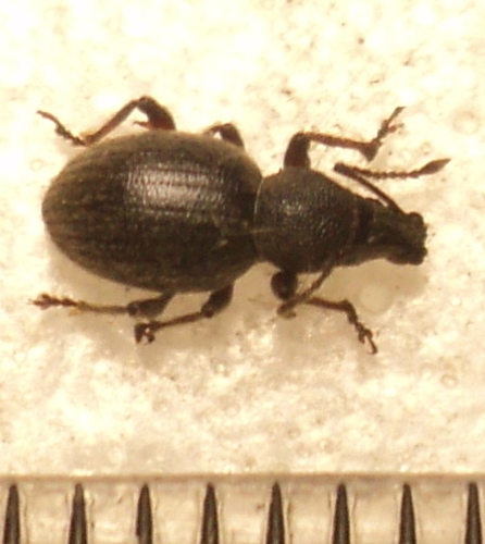 Otiorhynchus velutinus · iNaturalist