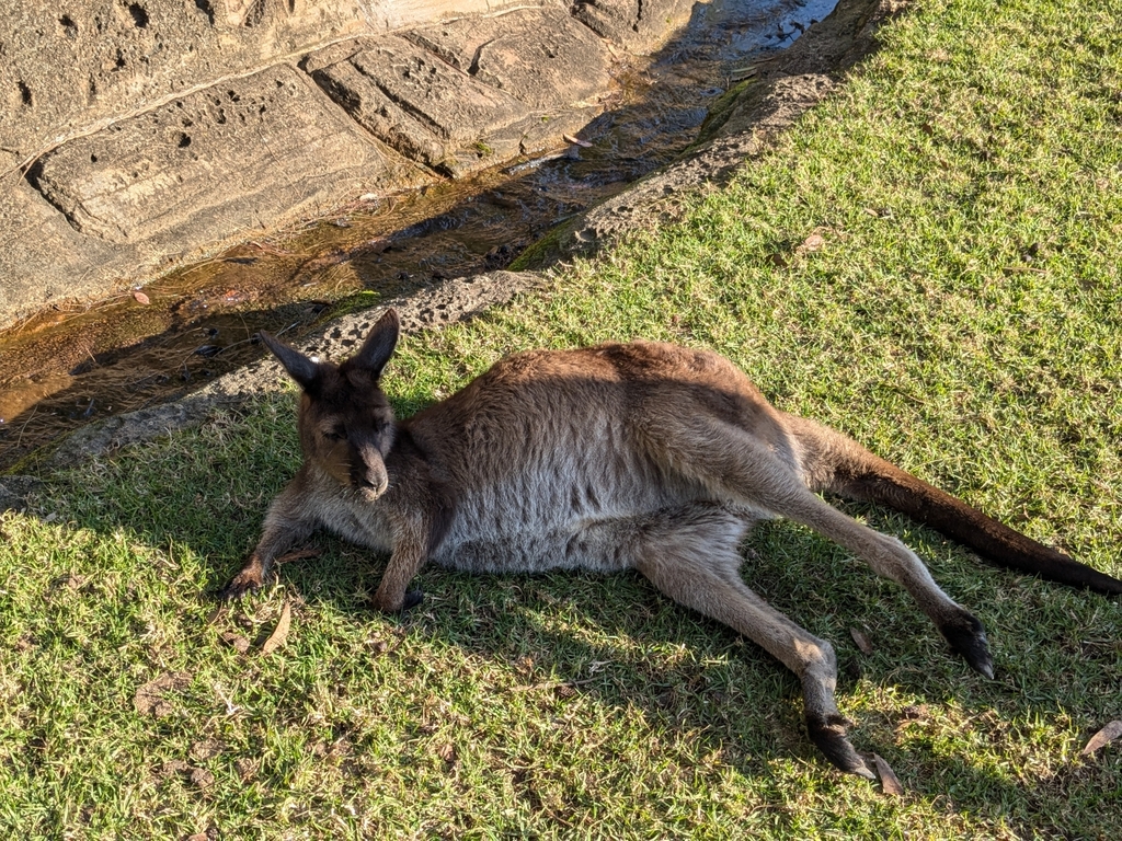 Kangaroo Island Kangaroo from Gosford - West, AU-NS, AU on June 26 ...