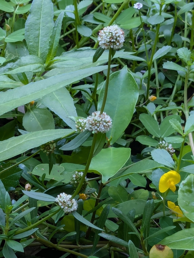 shrubby false buttonweed from Winston Park, St. Petersburg, FL 33702 ...