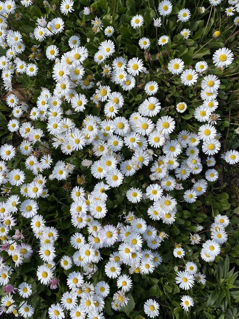 Lawn daisy from SE 21st Ave, Portland, OR, US on March 22, 2020 at 02: ...