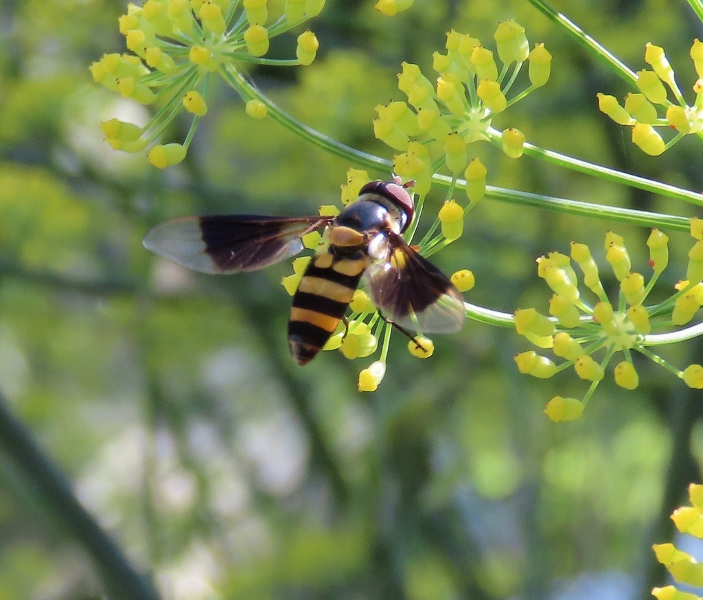 Dideopsis aegrota from Wallaga Lake NSW 2546, Australia on January 21 ...