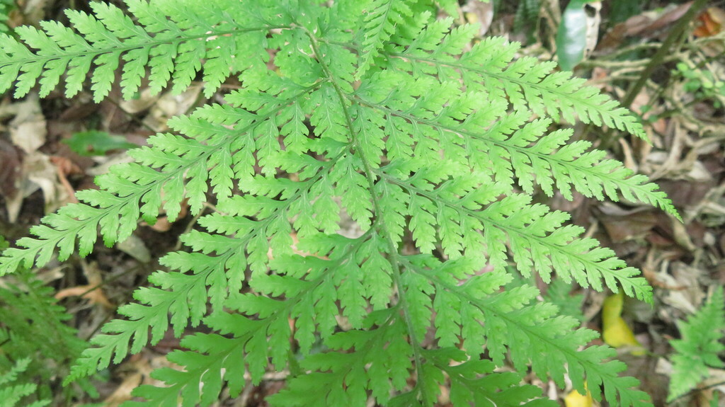 smooth shield fern from Army Bay, Whangaparāoa 0930, New Zealand on ...