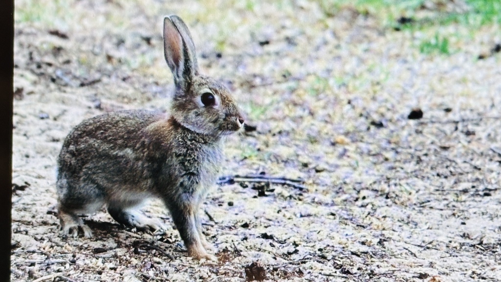 European Rabbit from Phillip Island Coastal Reserve, Cowes, VIC, AU on ...