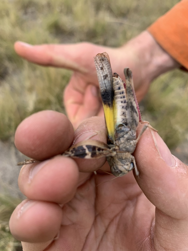 Australian Yellow-winged Locust from Carson Rd, Deer Park, VIC, AU on ...