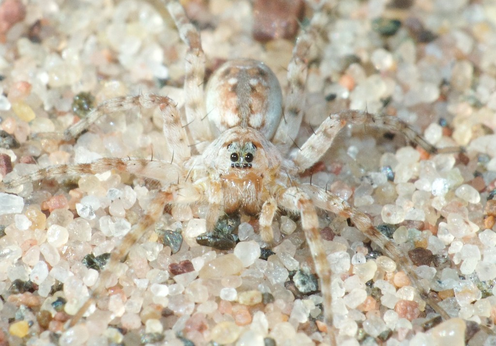 Shoreline Wolf Spider from Park Point Beach near beach house, Duluth ...
