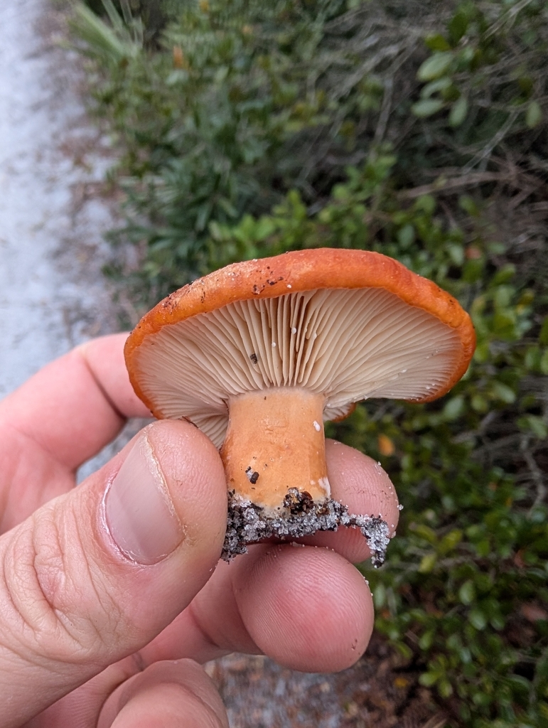 Weeping Milk Cap from Deltona, FL 32725, USA on January 22, 2025 at 04: ...