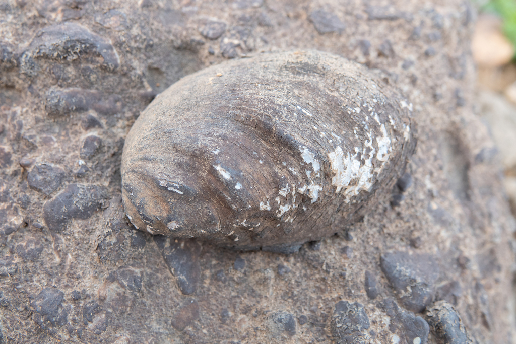 Lamprotula caveata from 中国江西省上饶市余干县 on January 23, 2025 at 03:22 PM by ...