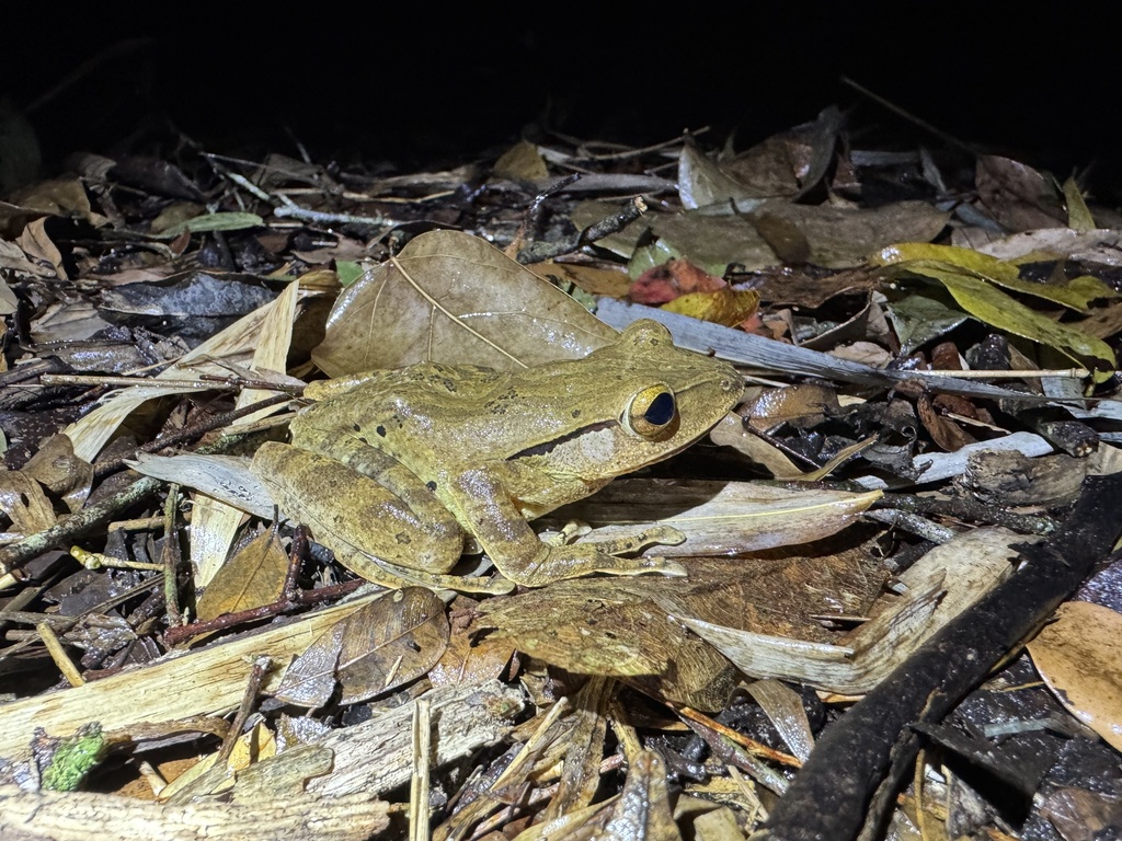Burmese whipping frog in January 2025 by Artur Tomaszek · iNaturalist