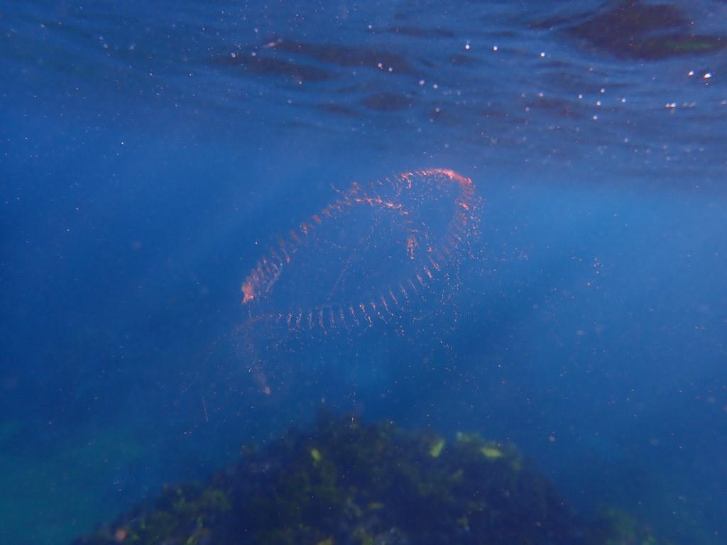 Physonectae from Stanwell Park NSW 2508, Australia on June 19, 2023 at ...