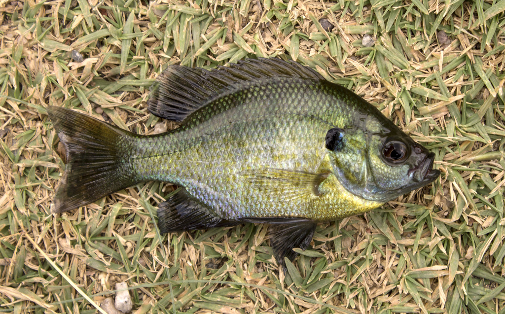 Bluegill from Maricopa County, AZ, USA on August 22, 2016 at 06:19 PM ...