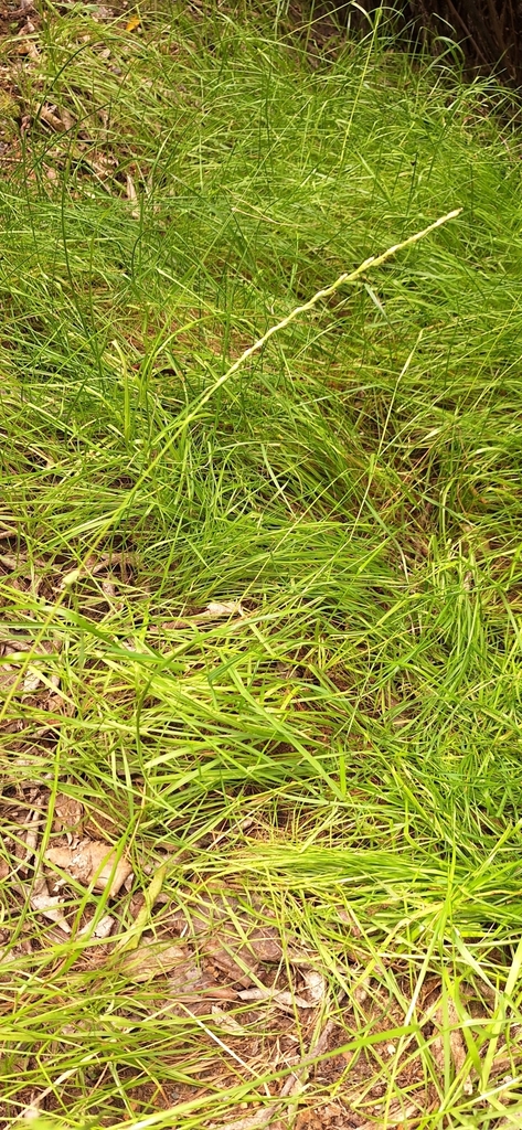 Perennial Ryegrass from The Wood, Nelson 7010, New Zealand on January ...