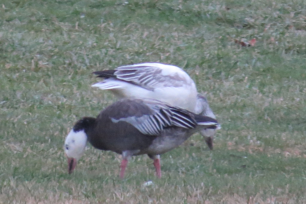 Snow Goose from Bristol, VA, USA on December 29, 2017 by Adrianna ...