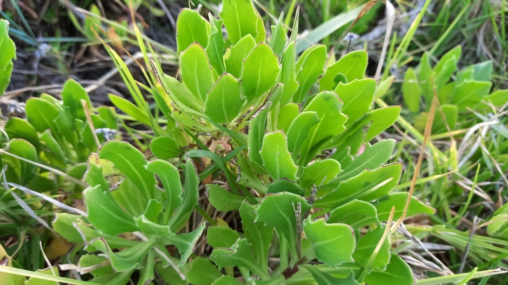 plants from Te Puke 3189, New Zealand on January 24, 2025 at 07:49 PM ...