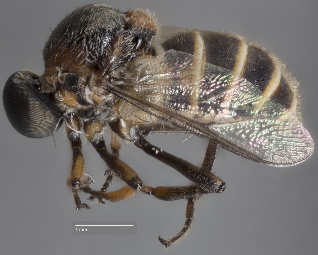 Ogcodes from Singapore on January 14, 2025 by Yap Ee Hean. Specimen ZRC_BDP0373665, YEH-1621 ...