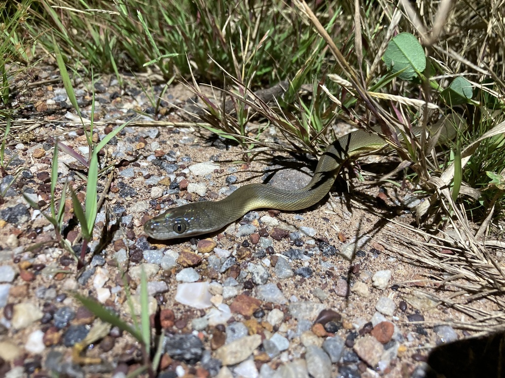 Water Python from Casuraina Coastal Reserve, Rapid Creek, NT, AU on ...