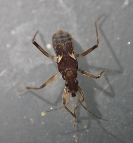 Genus Macrovelia · iNaturalist