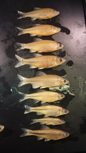 Red × Spotfin Shiner (Hybrid Cyprinella lutrensis × spiloptera ...