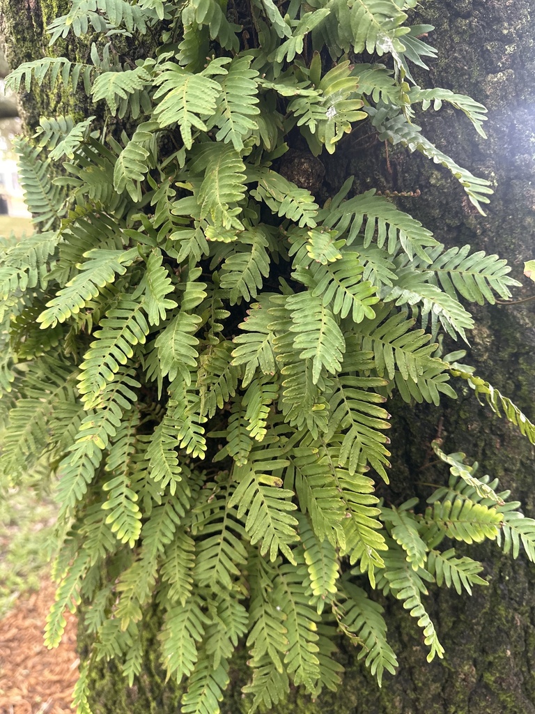 resurrection fern from Lynn University, Boca Raton, FL, US on January ...