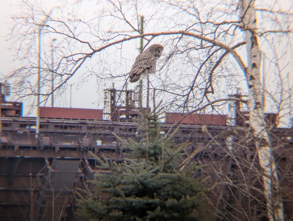 Great Gray Owl in January 2025 by Jason Hedlund · iNaturalist