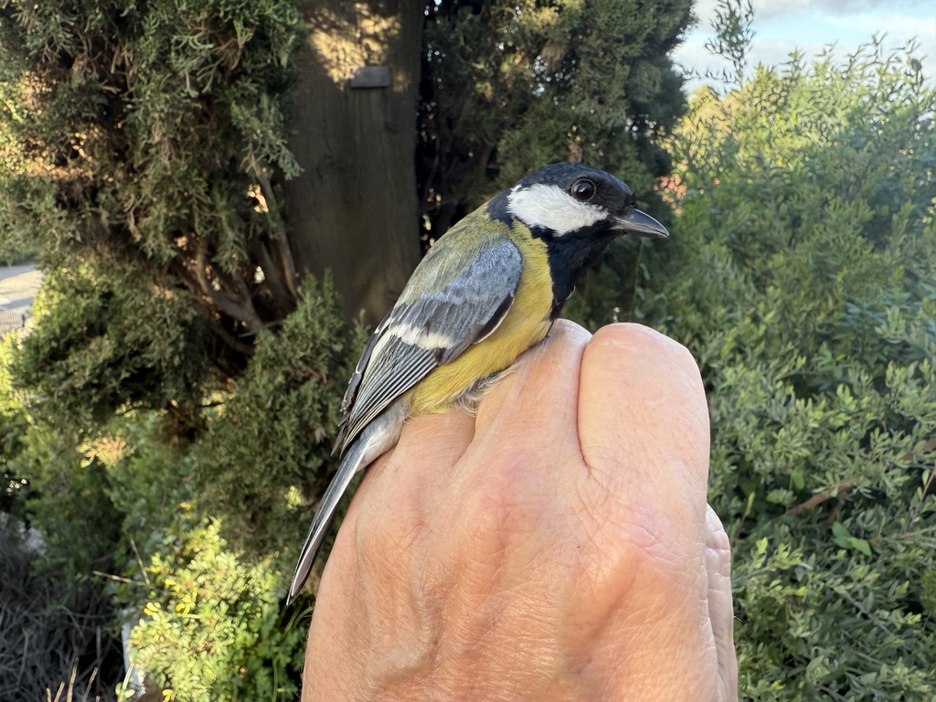 Great Tit from Gibraltar Nature Reserve, Gibraltar on January 23, 2025 ...