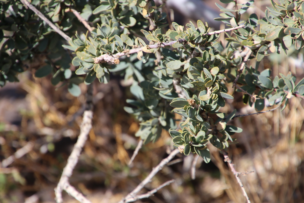 Shepherds tree from Karas, Namibie on June 1, 2024 at 01:05 PM by sylb ...