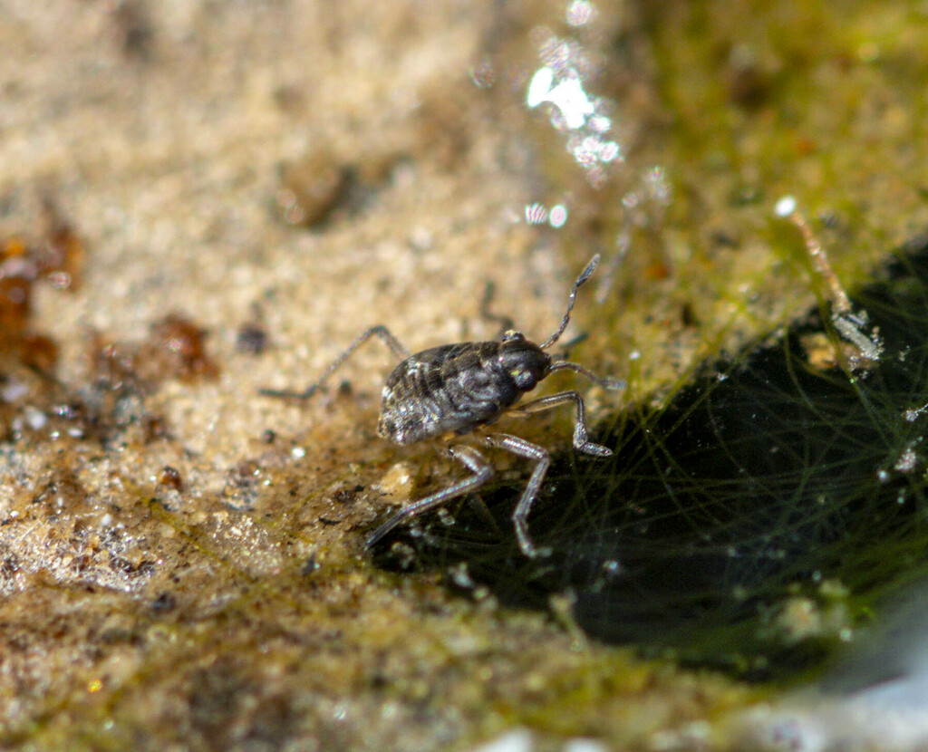 Microvelia from Los Angeles County, CA, USA on January 24, 2025 at 12: ...