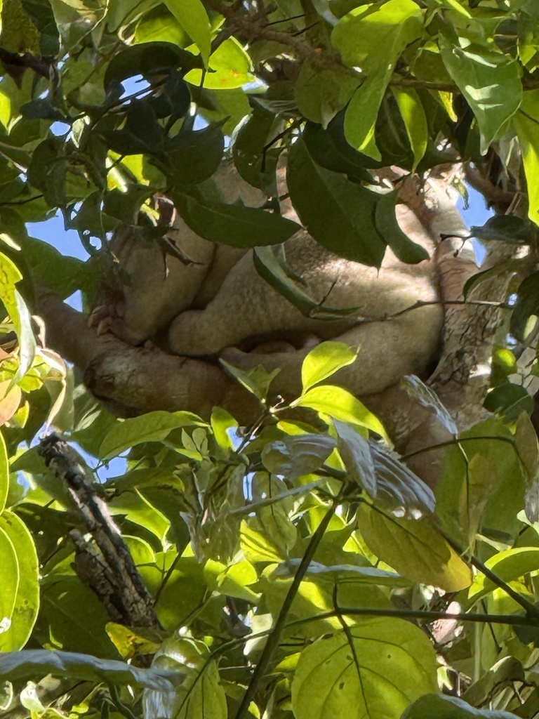Grey and Spotted Cuscuses in January 2025 by Harry Foster. Entirely ...