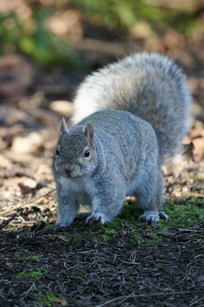 Eastern Gray Squirrel from Capital Regional District, BC, Canada on ...