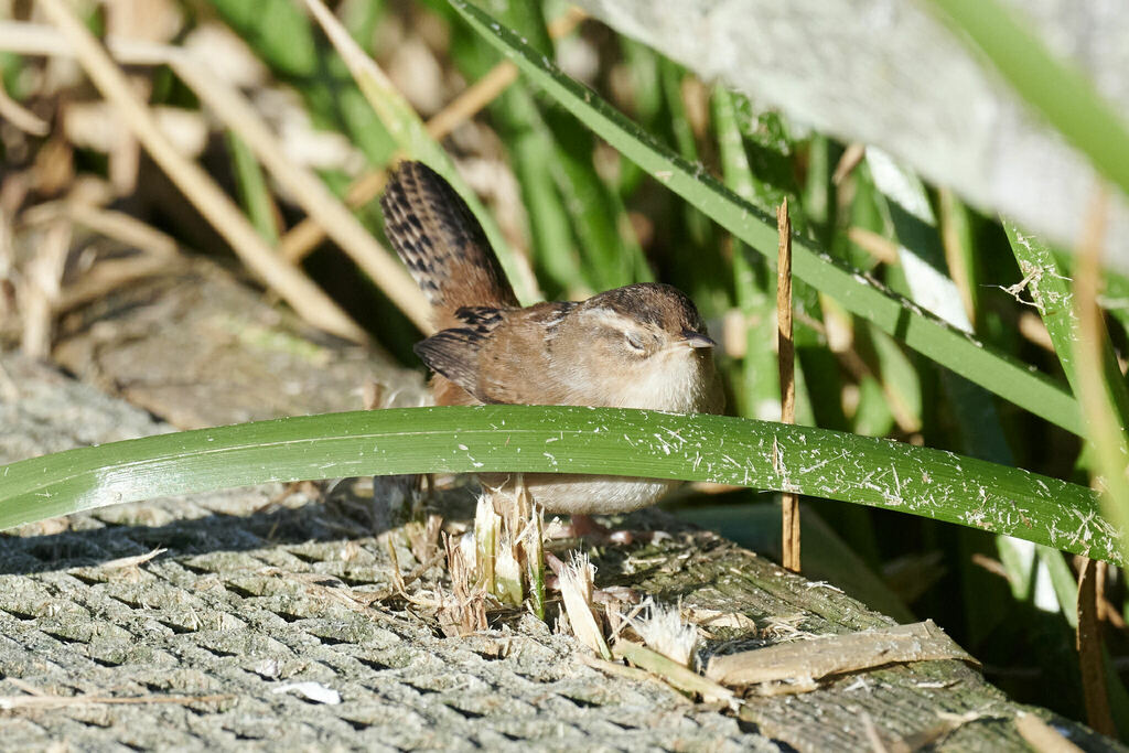 Marsh Wren from Capital Regional District, BC, Canada on January 24 ...