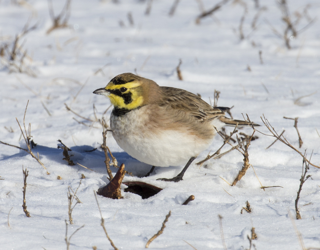 Horned Lark from Madison, CT 06443, USA on January 20, 2025 at 01:59 PM ...