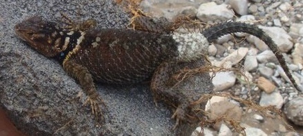 Blue Spiny Lizard from Avenida Bosque 1823, Ciudad Santa Catarina, NL ...