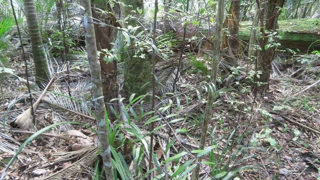 Kauri from Pukenui Forest, Whangārei 0112, New Zealand on October 25 ...