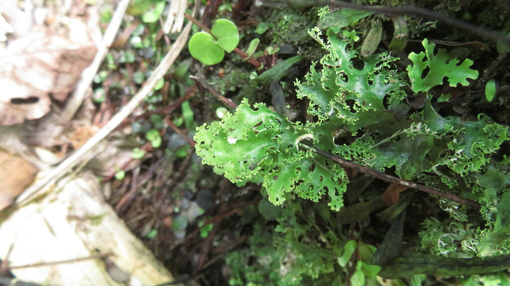 Pseudocyphellaria multifida from Pukenui Forest, Whangārei 0112, New ...