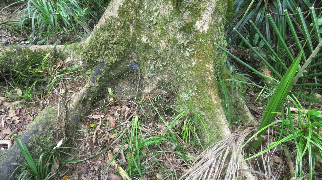 Pukatea from Pukenui Forest, Whangārei 0112, New Zealand on October 25 ...
