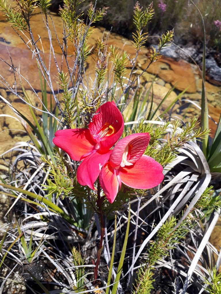 red disa from Bergrivier Municipality, South Africa on January 19, 2025 ...