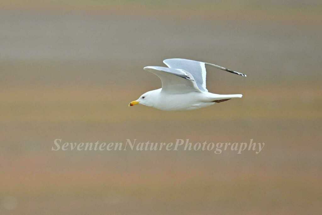 Large White-headed Gulls from 中国江苏省南京市溧水区 on January 25, 2025 at 01:13 ...