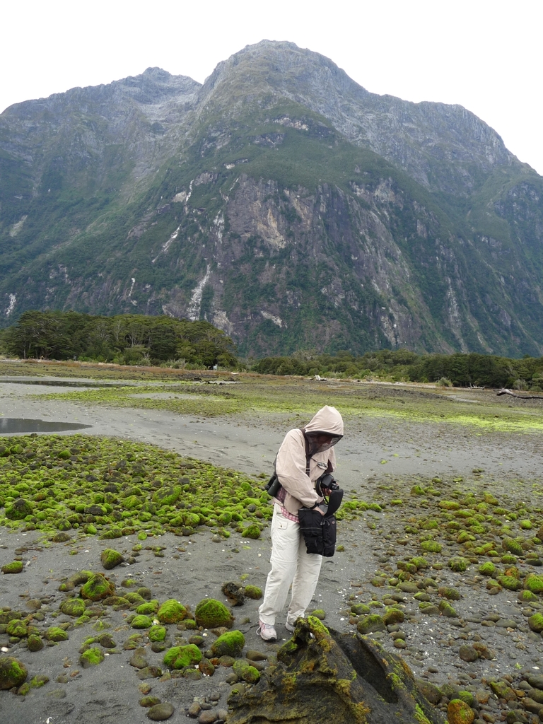 Sandflies from Milford Sound, Southland 9679, New Zealand on February ...