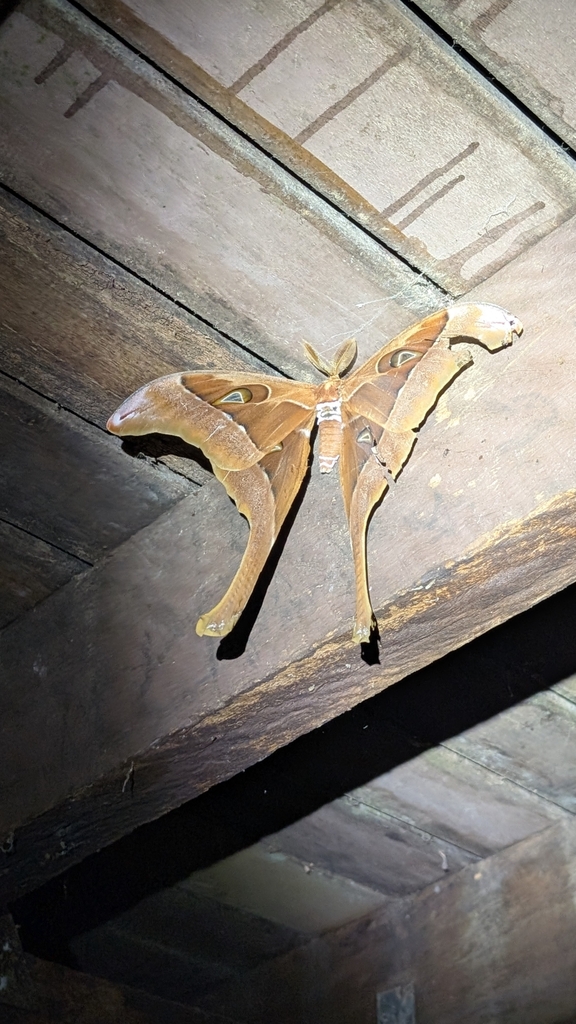 Hercules Moth in January 2025 by Caitlin Henderson · iNaturalist