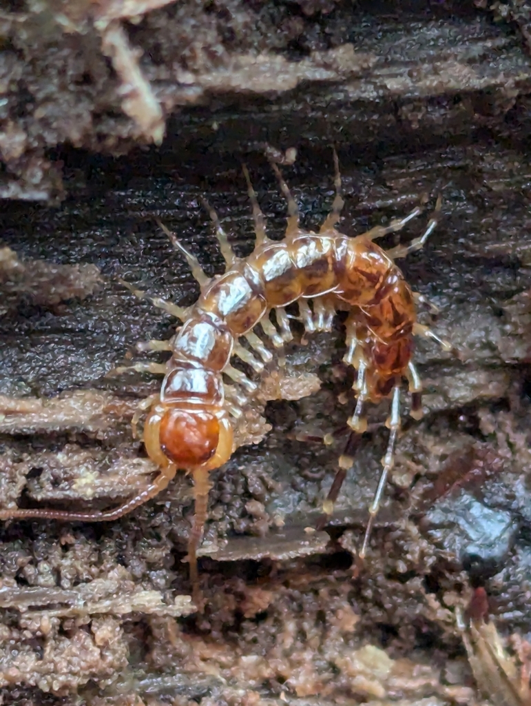 Banded Centipede from Bovey Tracey, Newton Abbot TQ13 9LX, UK on ...