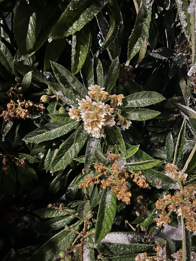 Loquat from Florida State University, Tallahassee, FL, US on January 22 ...