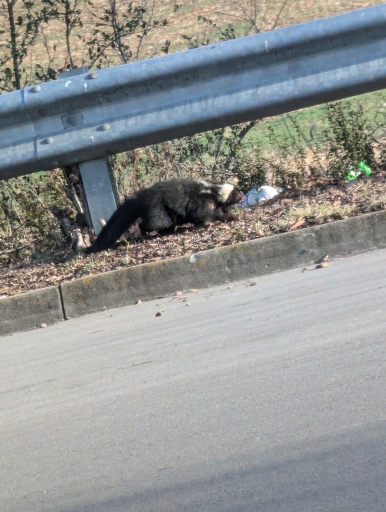 Striped Skunk from Nashville, TN 37013, USA on January 22, 2025 at 03: ...