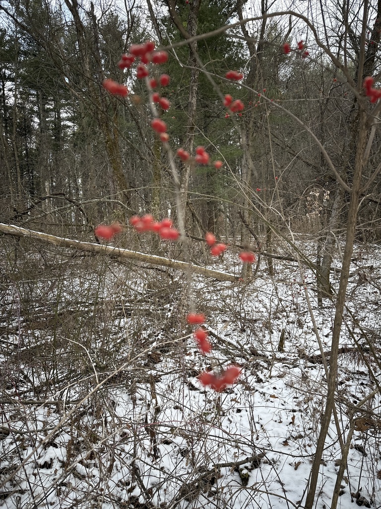 wahoo from Harpers Ferry, IA, US on January 25, 2025 at 01:54 PM by ...