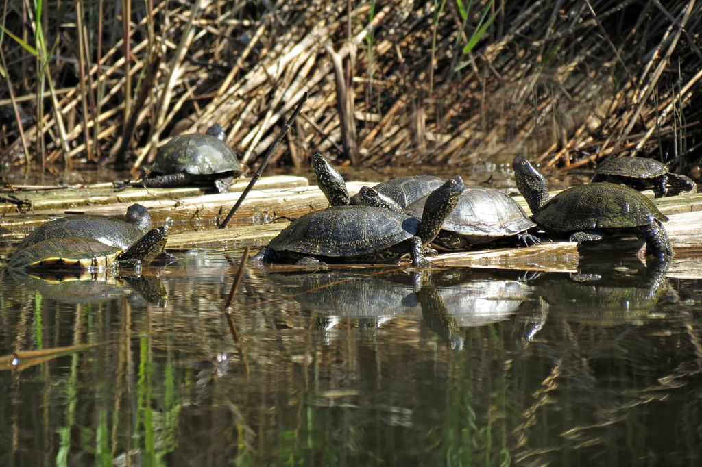 Franco-Italian Pond Turtle in April 2015 by Clo · iNaturalist