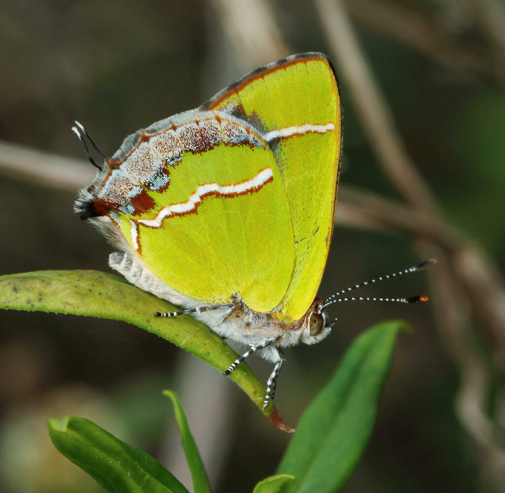 Silver-banded Hairstreak in January 2025 by Chris Rorabaugh · iNaturalist
