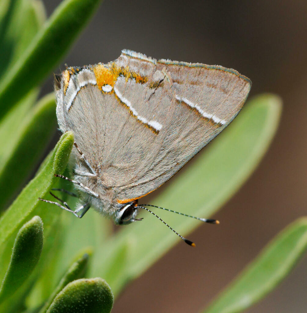 Martial Scrub-Hairstreak in January 2025 by Chris Rorabaugh · iNaturalist