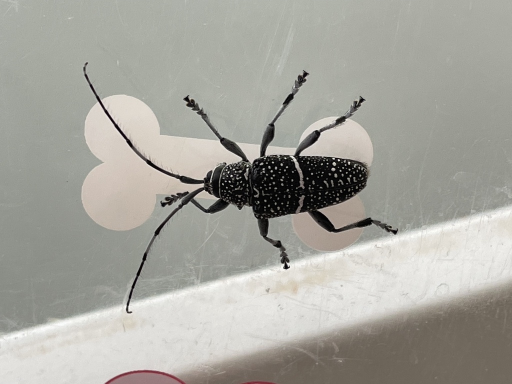 Longhorn Beetles from Eerwah Vale, QLD, AU on January 26, 2025 at 08:27 ...